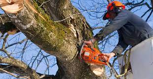 Affordable Tree Removal Services: Your Budget-Friendly Solution to Tree ...