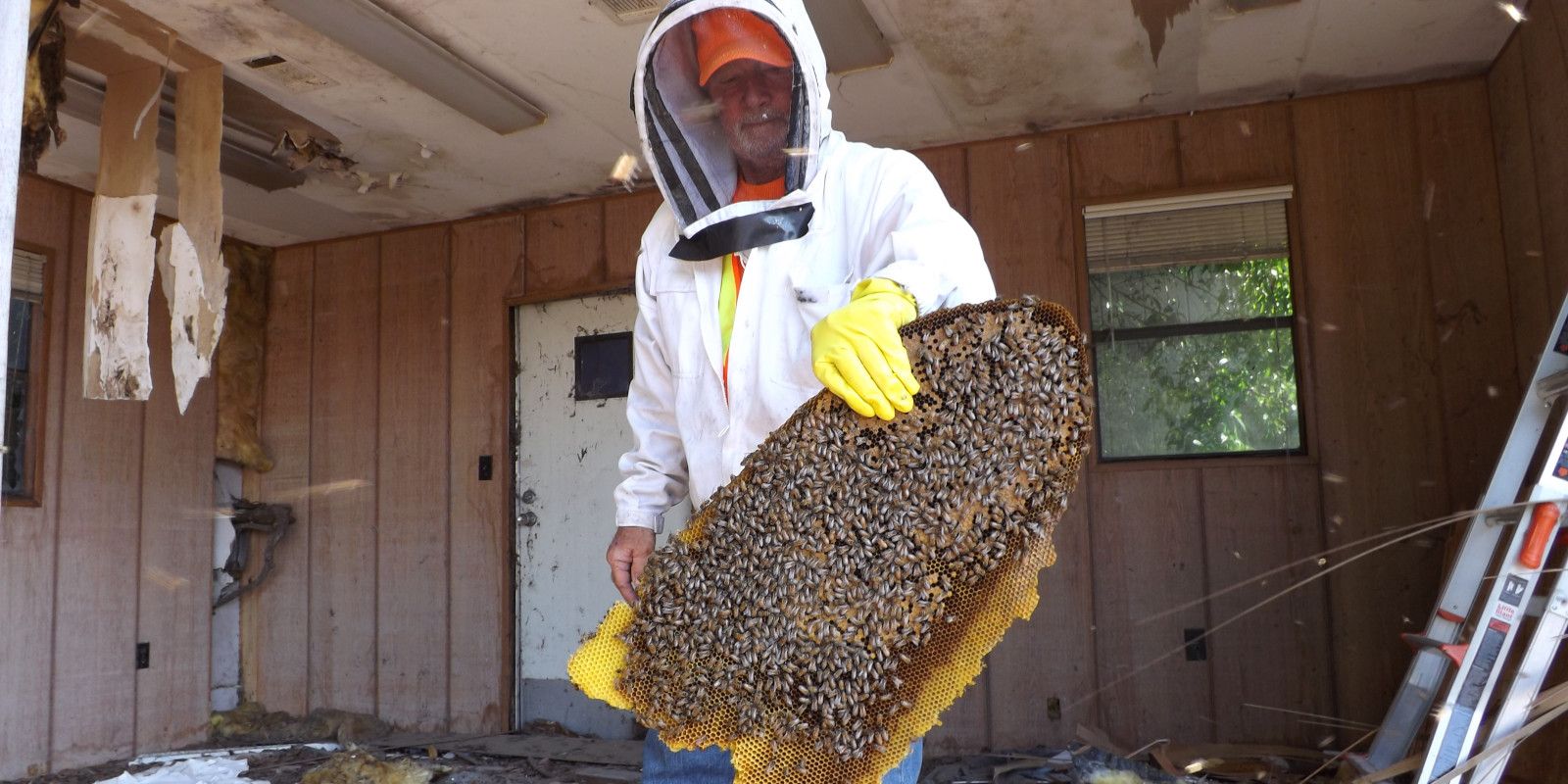 Removal Over Extermination: Eco-Friendly Bee Removal Services