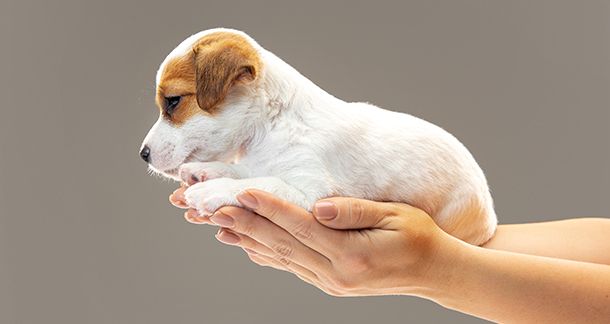 Pet Adoption Guide: Welcoming Your New Furry Friend