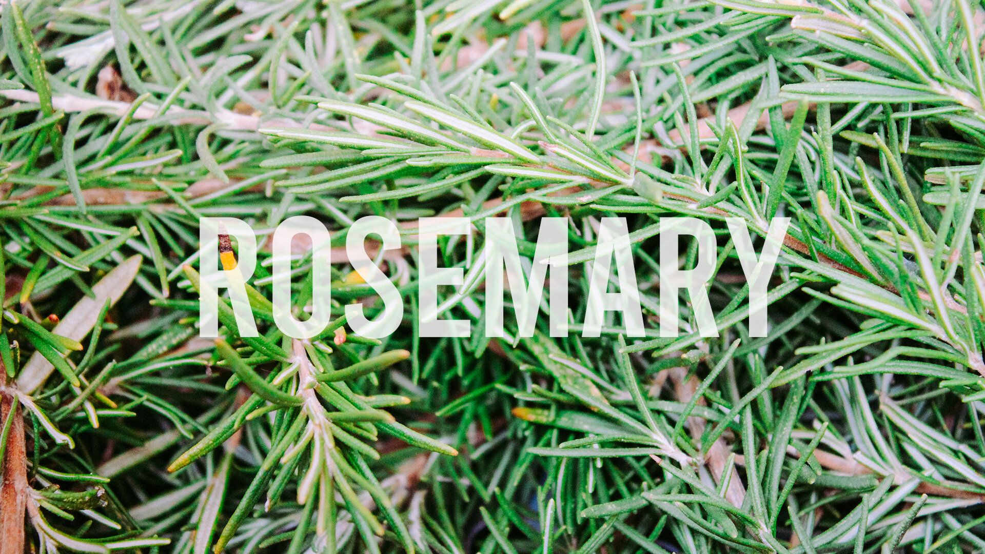 Unlock Rosemary's Health Secrets: More Than Just a Herb