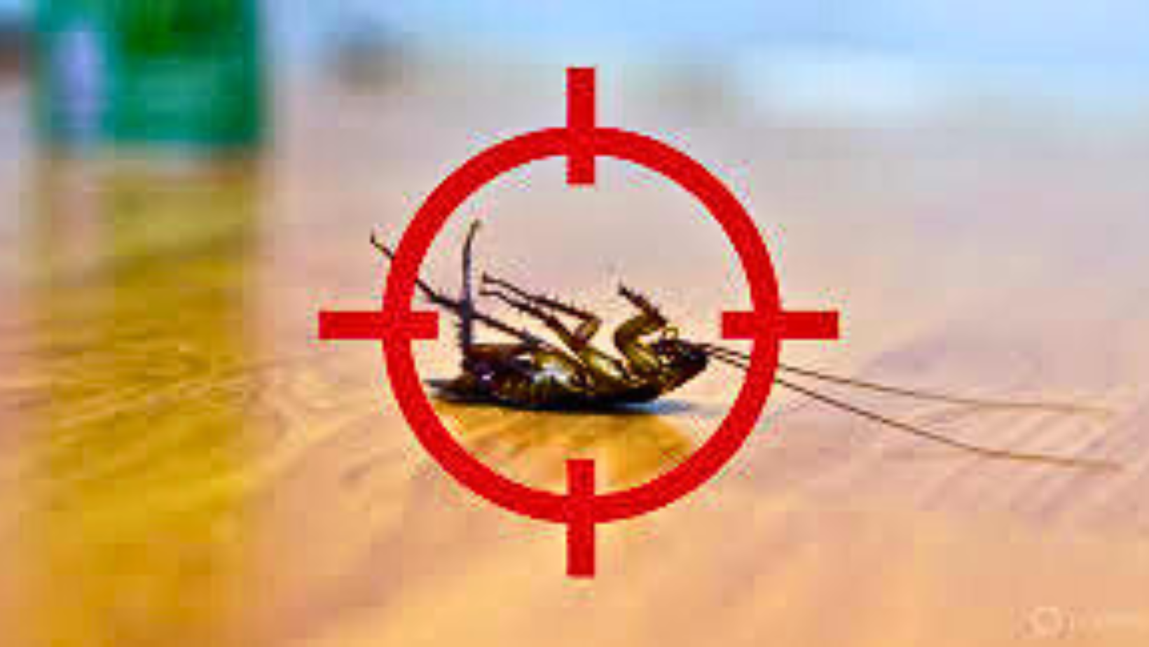 Top Tips to Prevent Roach Infestations: Your Ultimate Guide to a Bug ...